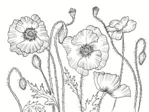 Contour Drawing: Definition & Guide