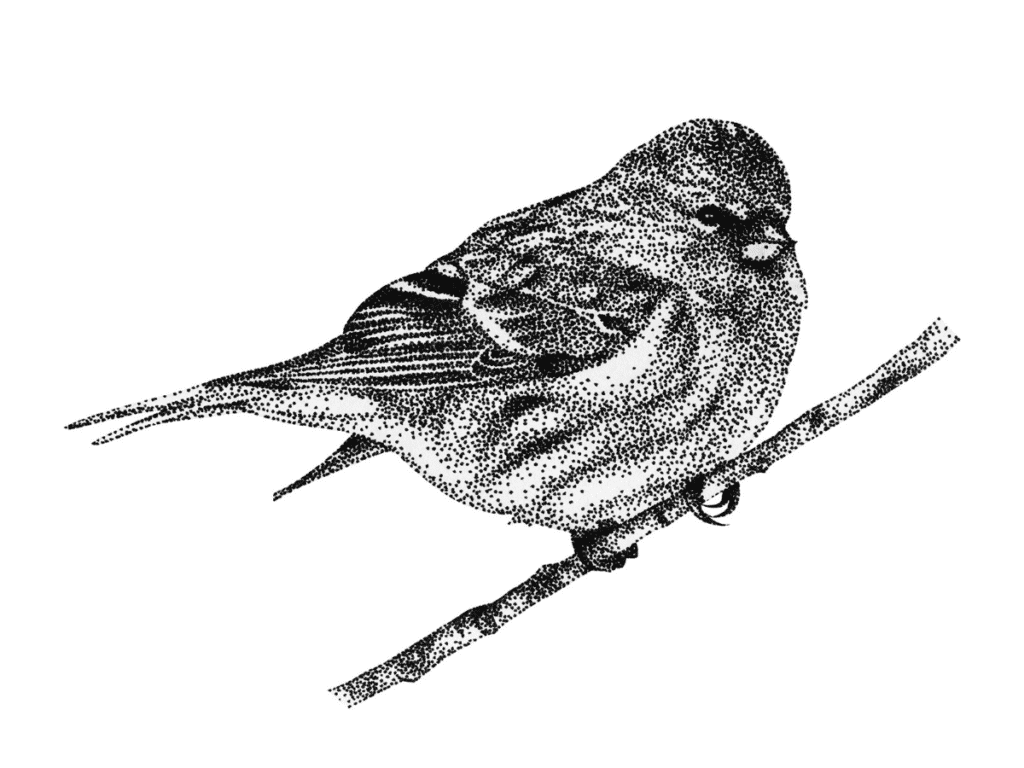 What Is Stippling Technique In Art Design Talk What Is Stippling Technique In Art Design Talk