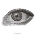 Eye Drawing: Step by Step Tutorial