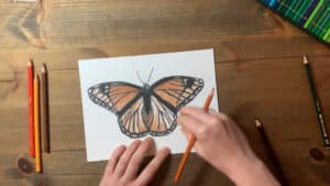 Butterfly Drawing Tutorial: Realistic Butterfly with Coloured Pencils