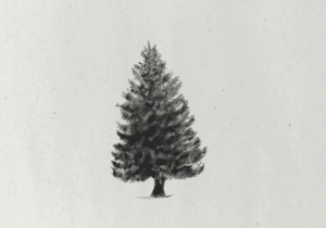 How to Draw a Fir Tree