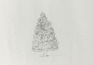 How to Draw a Fir Tree