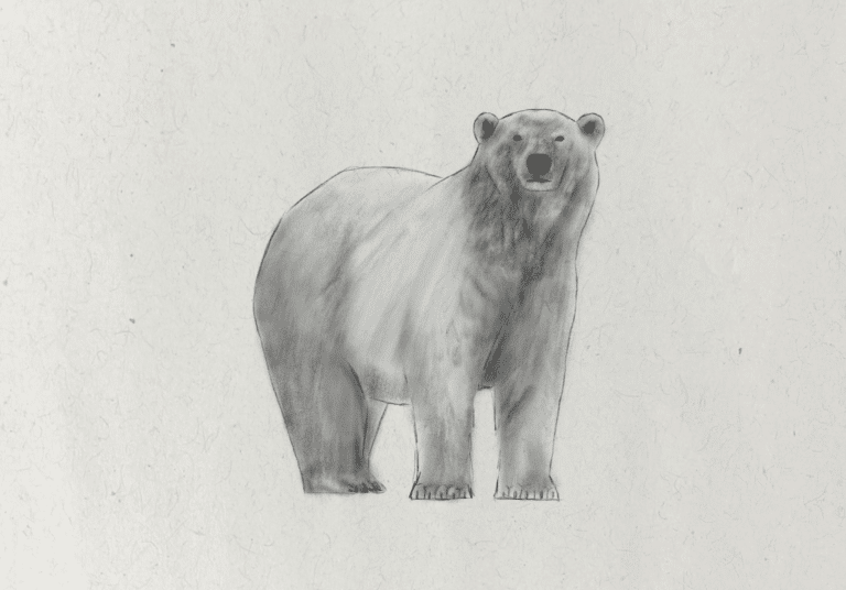 How to Draw a Polar Bear