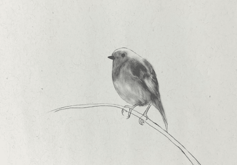 How to Draw a Robin: Easy Tutorial