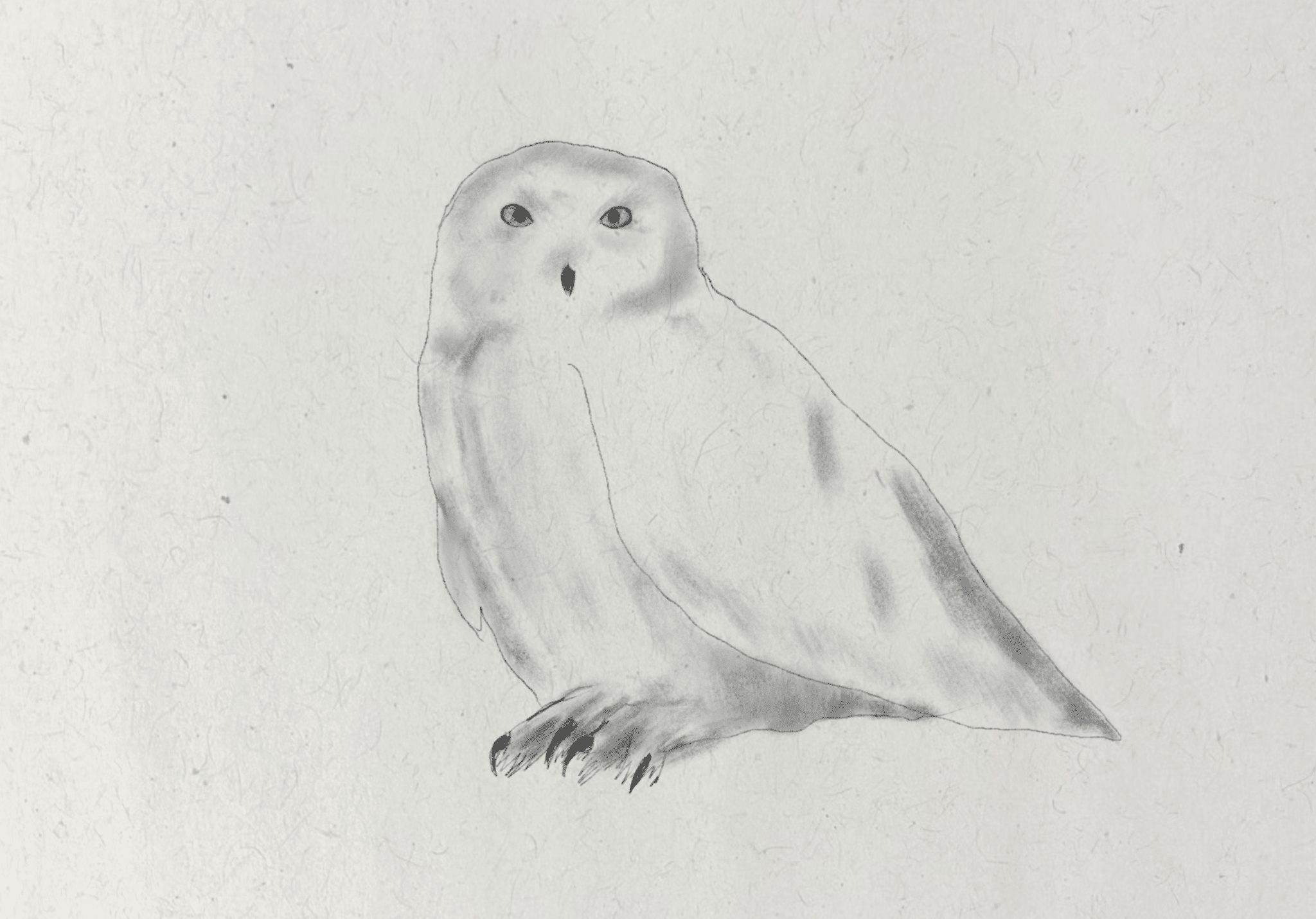 How to Draw an Owl